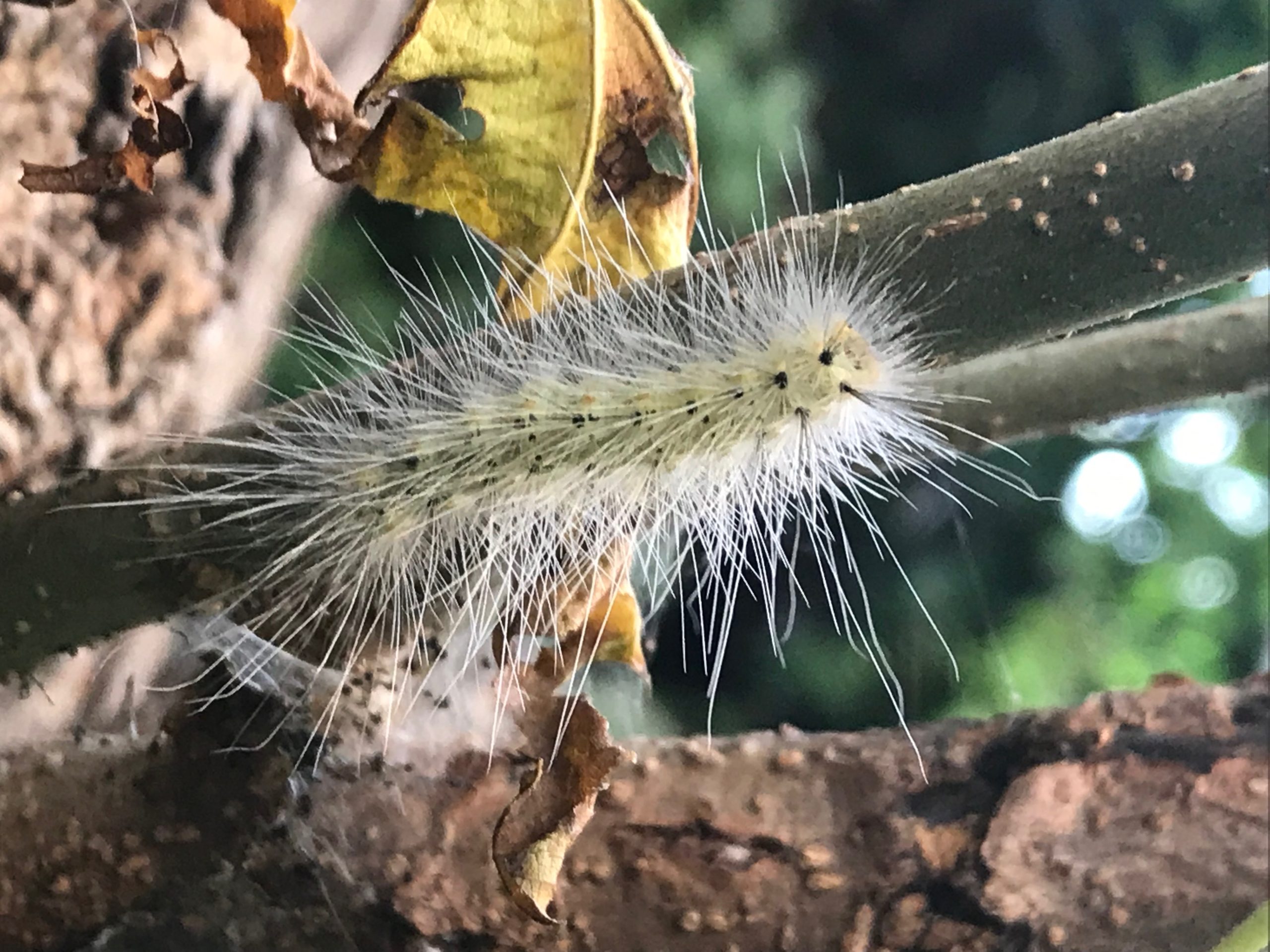 The Fall Webworm is a relentless eater - The Juniper Park Civic Association