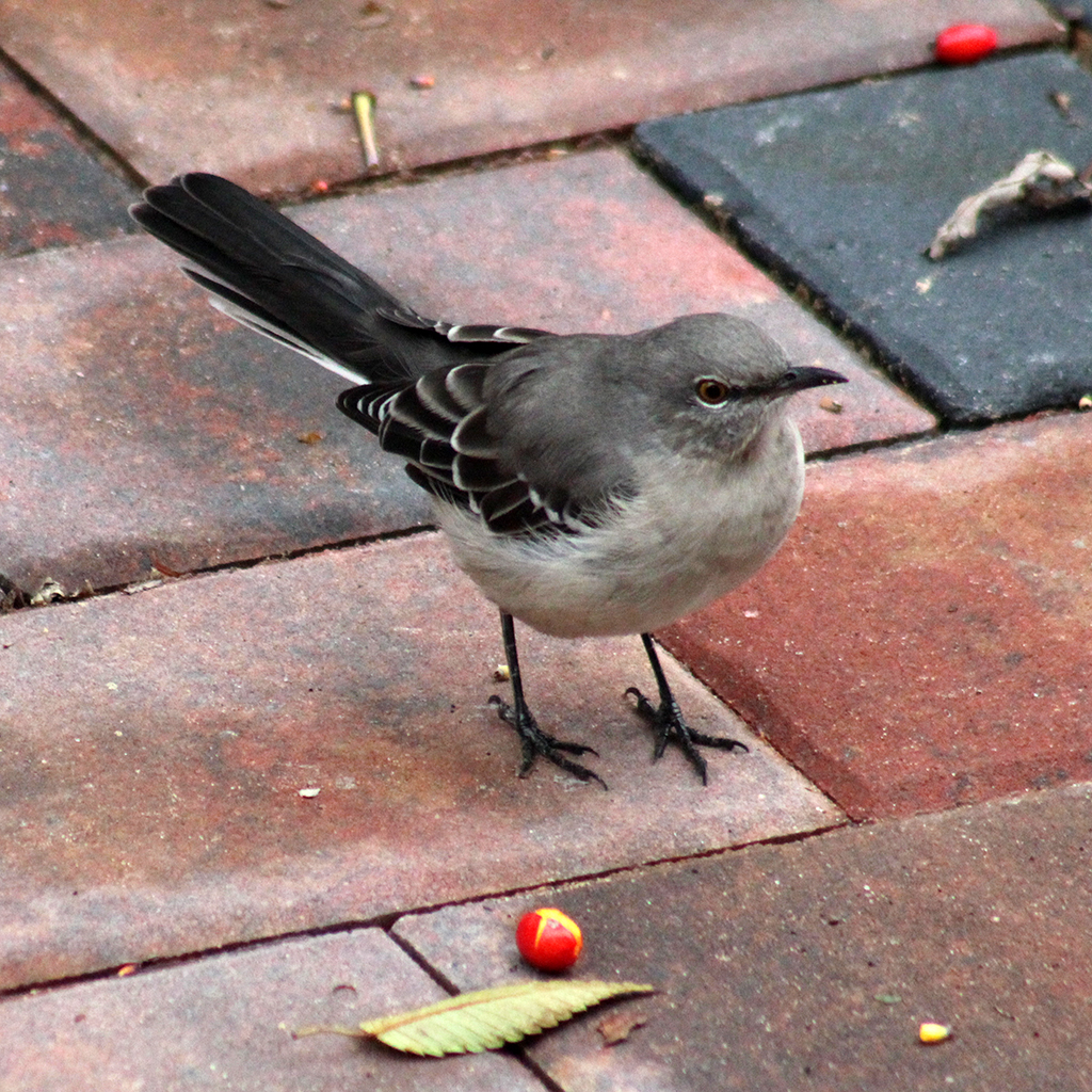 The Mocking-Bird - The Juniper Park Civic Association
