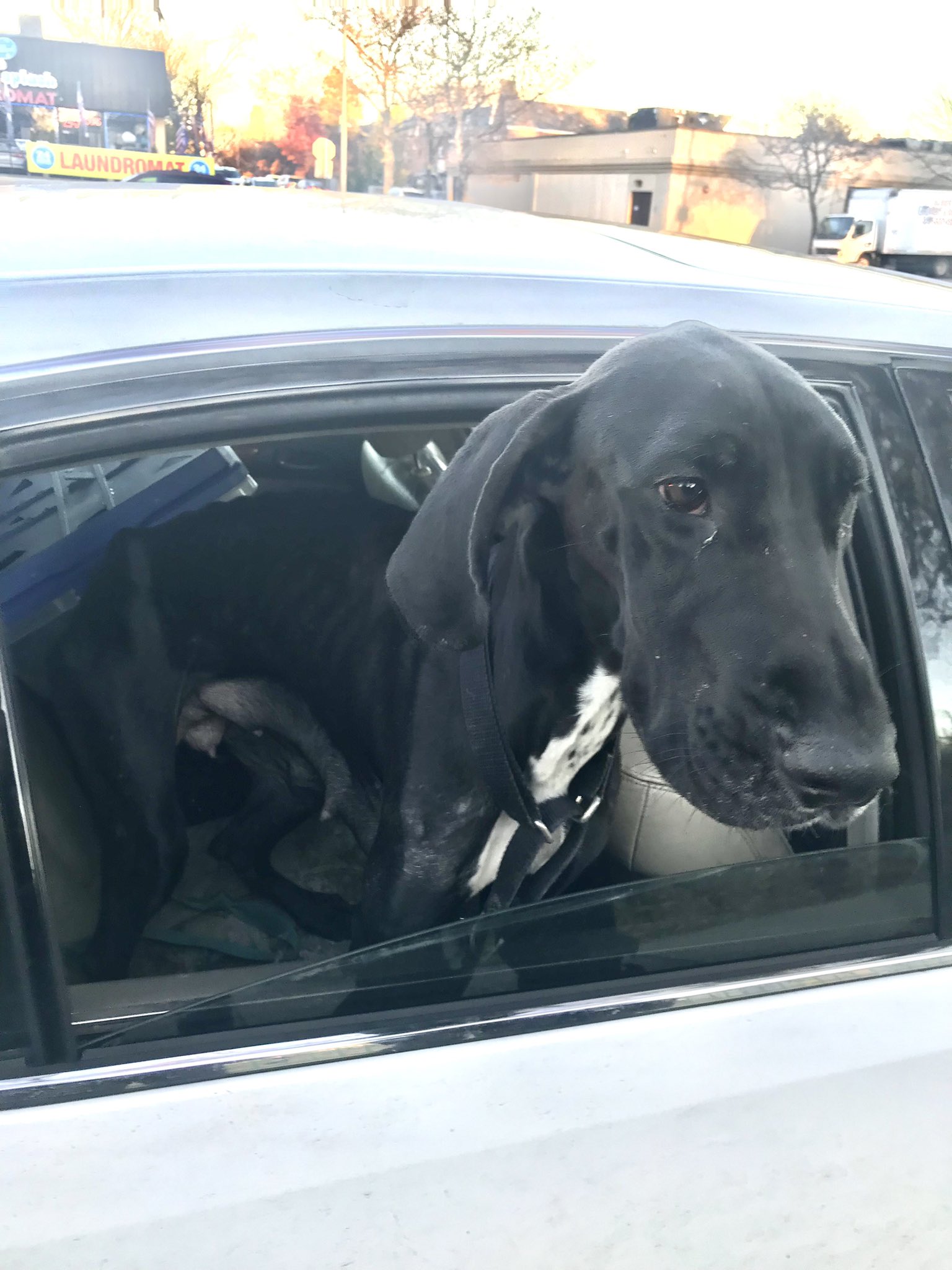 Berry Bits: SECTOR D SAVES THE DAY - The Juniper Park Civic Association